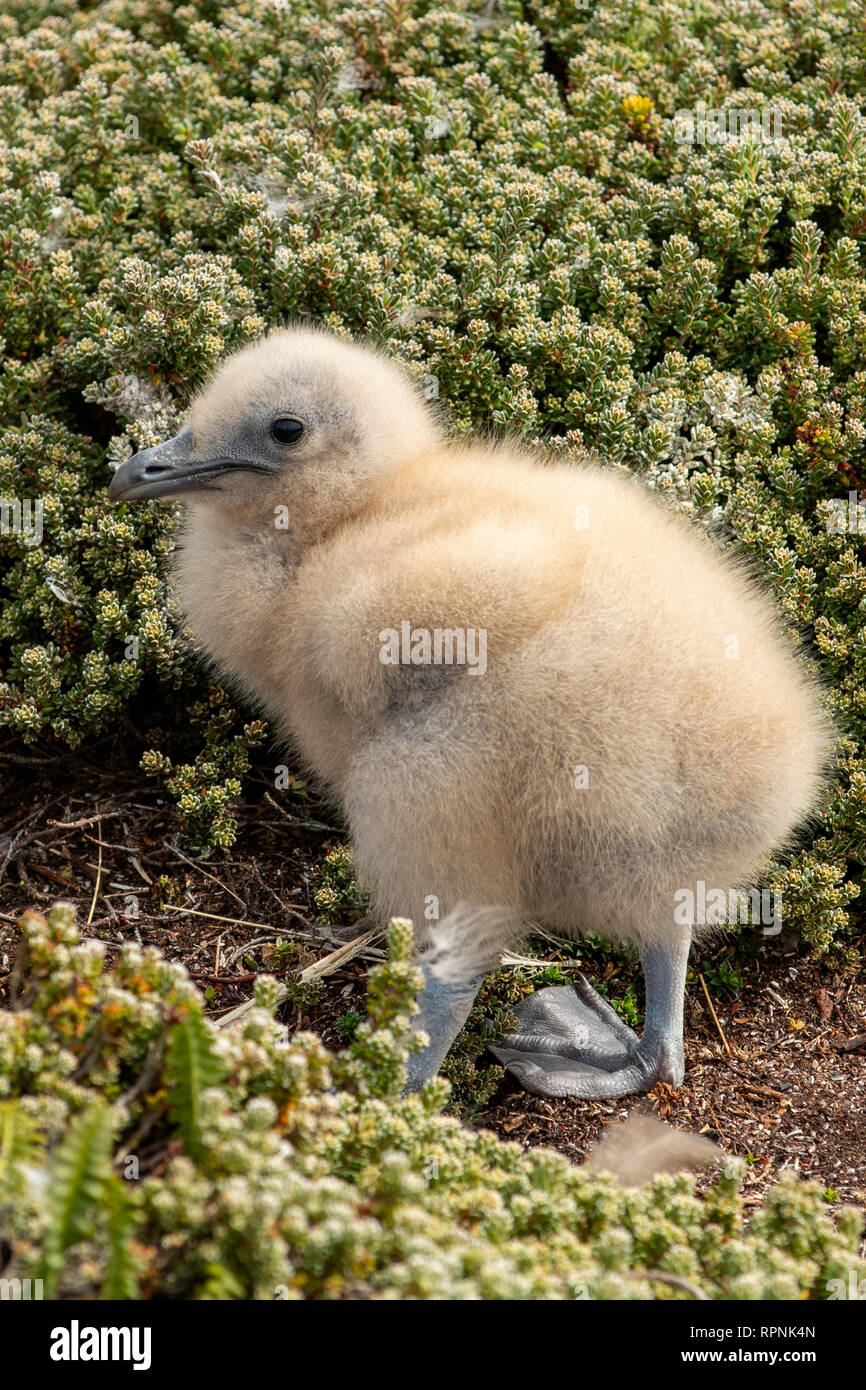 Brown Skua Chick, Stercorarius antarctica antarctica, Falkland Islands ...