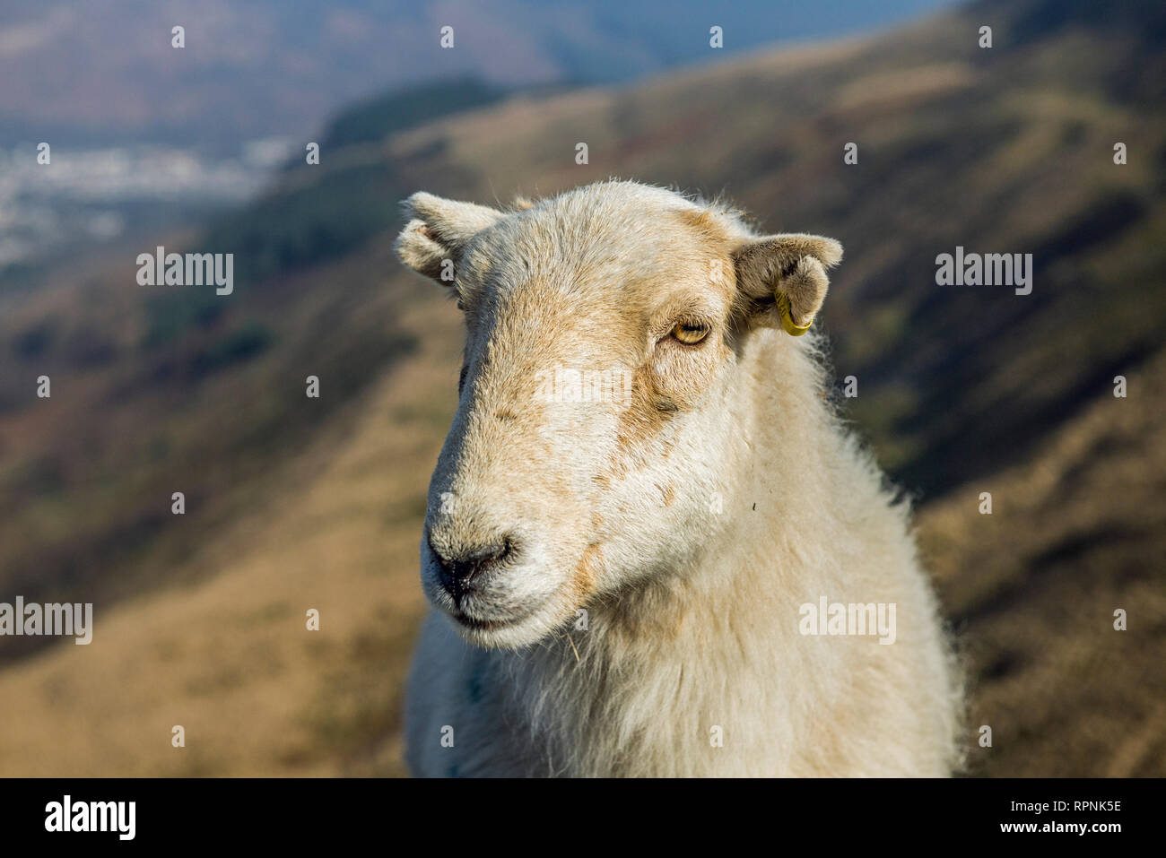 South Wales Sheep on the Bwlch Pass dividing Rhondda from Ogmore Valley ...