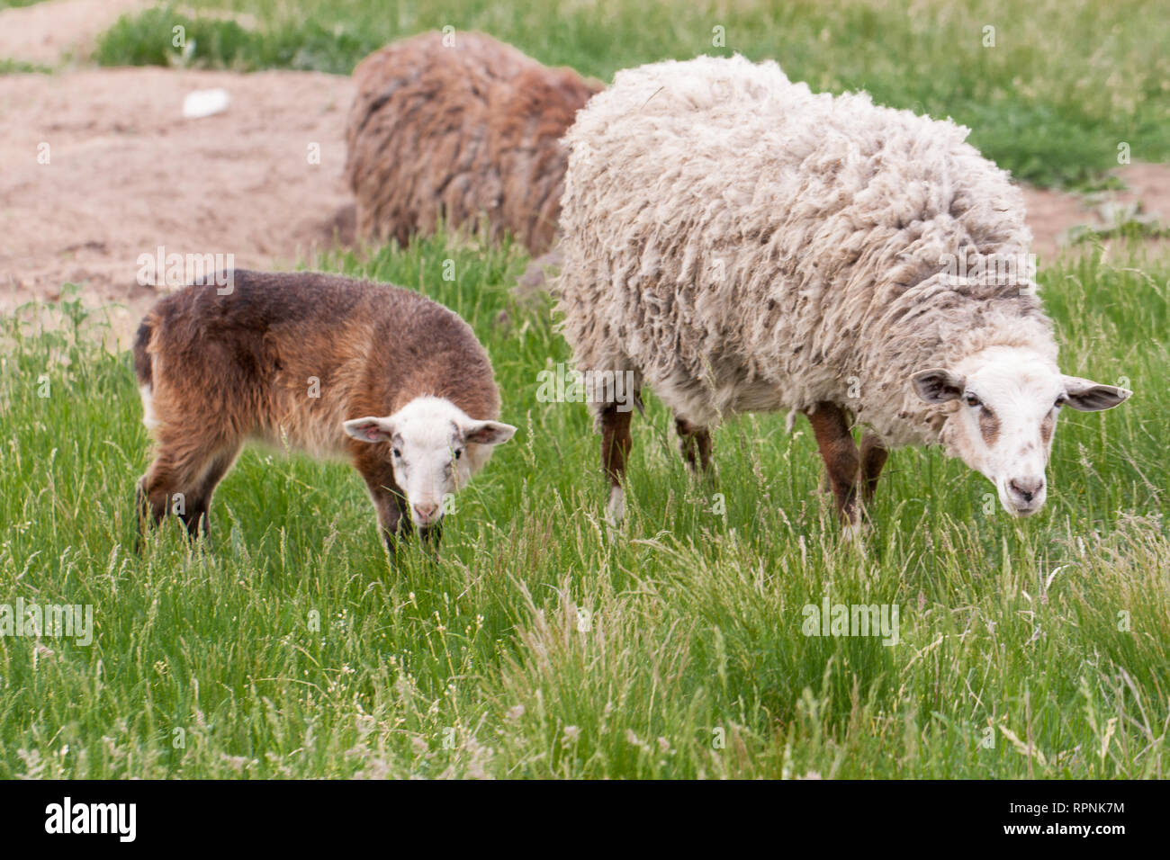 Tender Of Sheep High Resolution Stock Photography and Images - Alamy