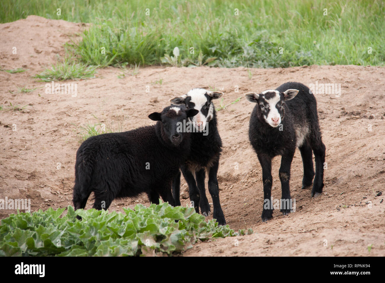 Three lamb hi-res stock photography and images - Alamy