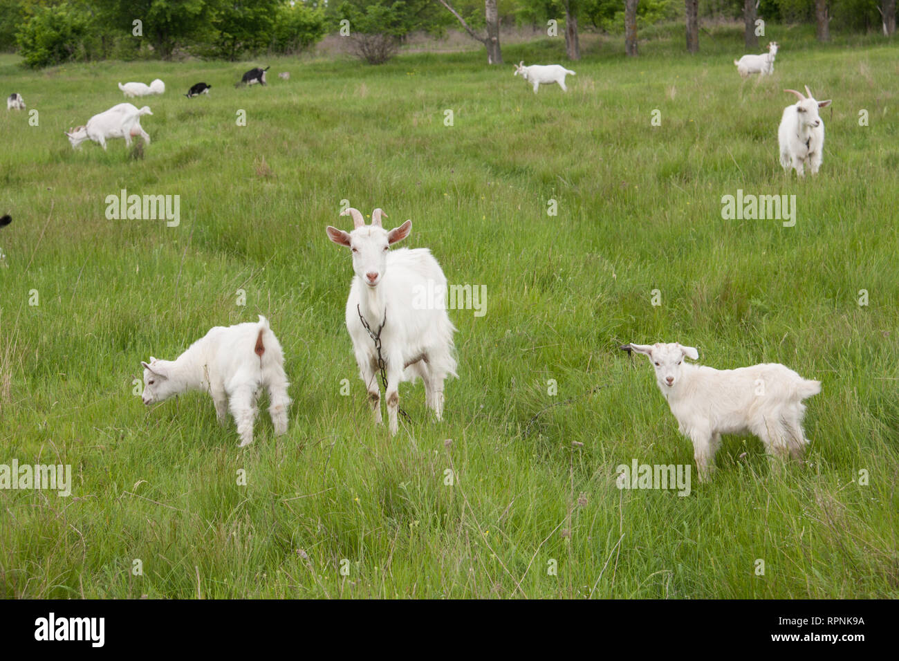 Kid goat spring hi-res stock photography and images - Alamy