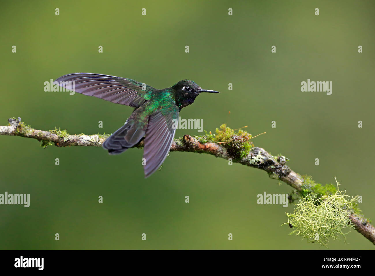 Hummingbird wings hi-res stock photography and images - Alamy