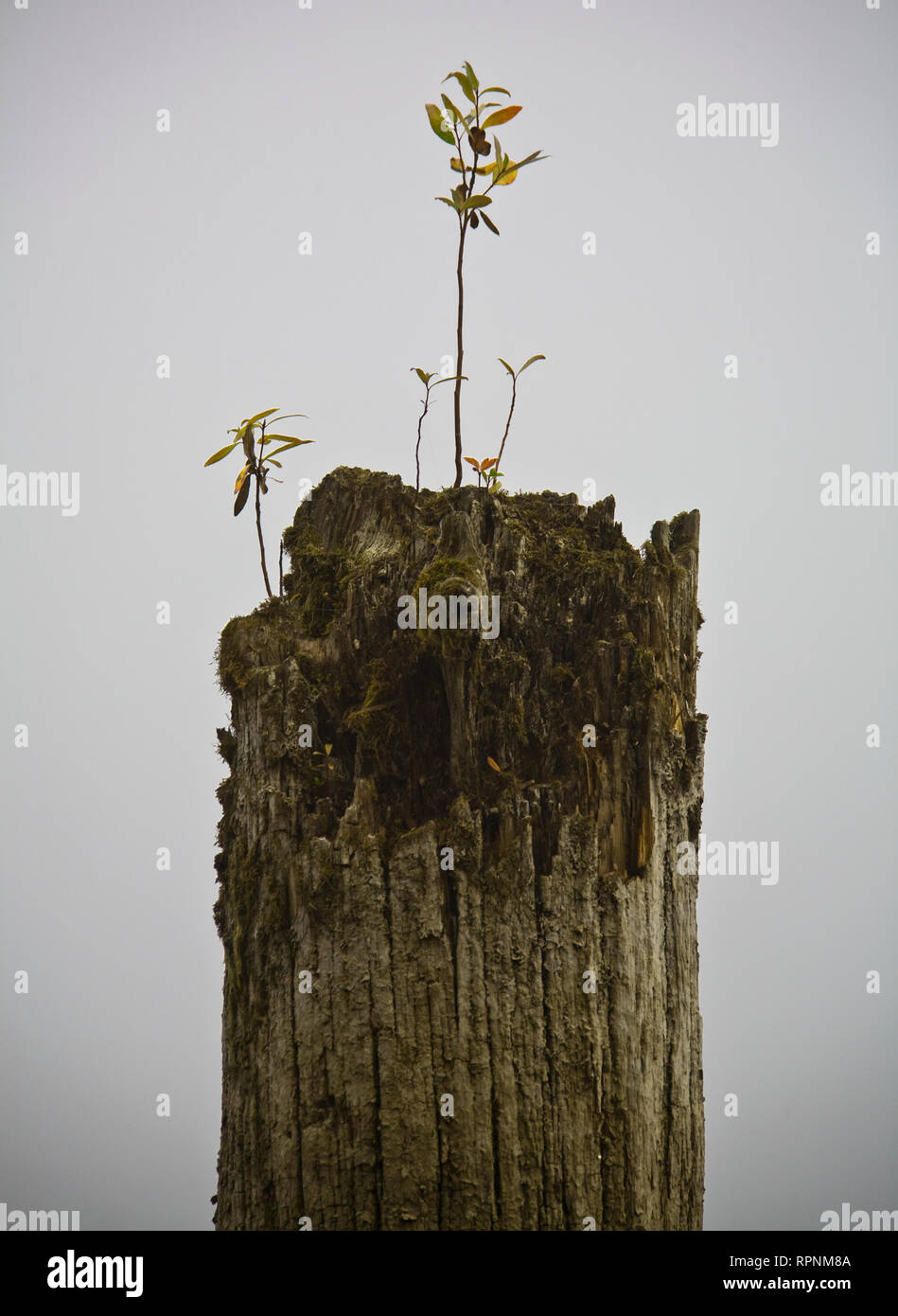Dead Tree with Seedling Stock Photo - Alamy