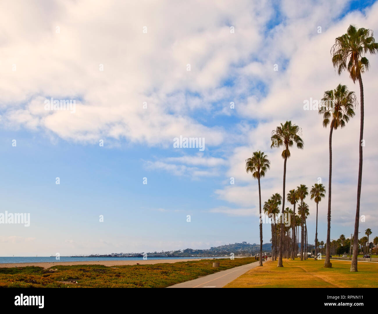 Palm Trees on Beach Sidewalk Stock Photo - Alamy