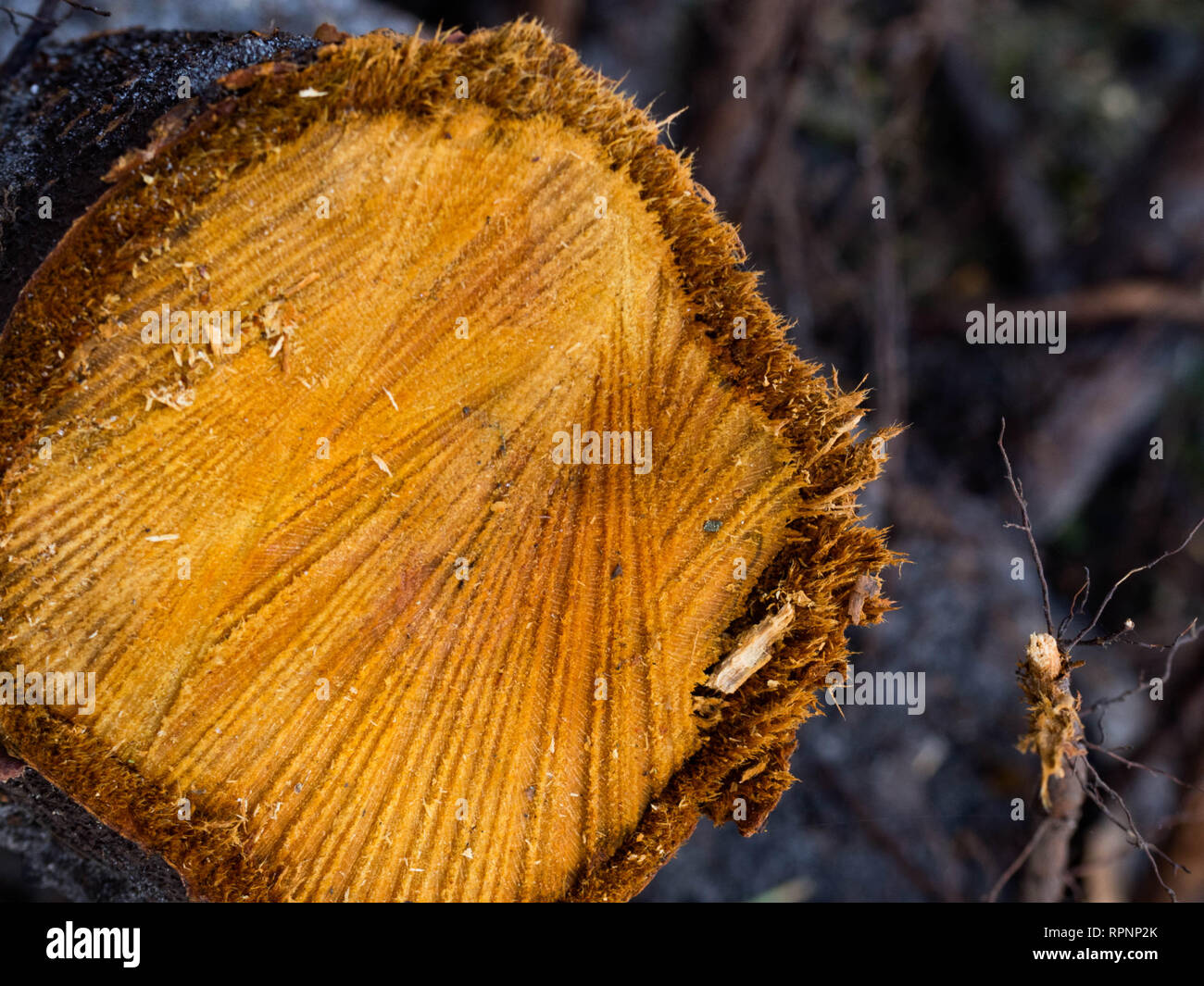 Concentric Growth Rings High Resolution Stock Photography and Images ...