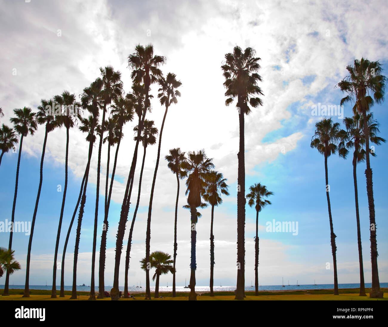 Row of Palm Trees on Beach Stock Photo - Alamy