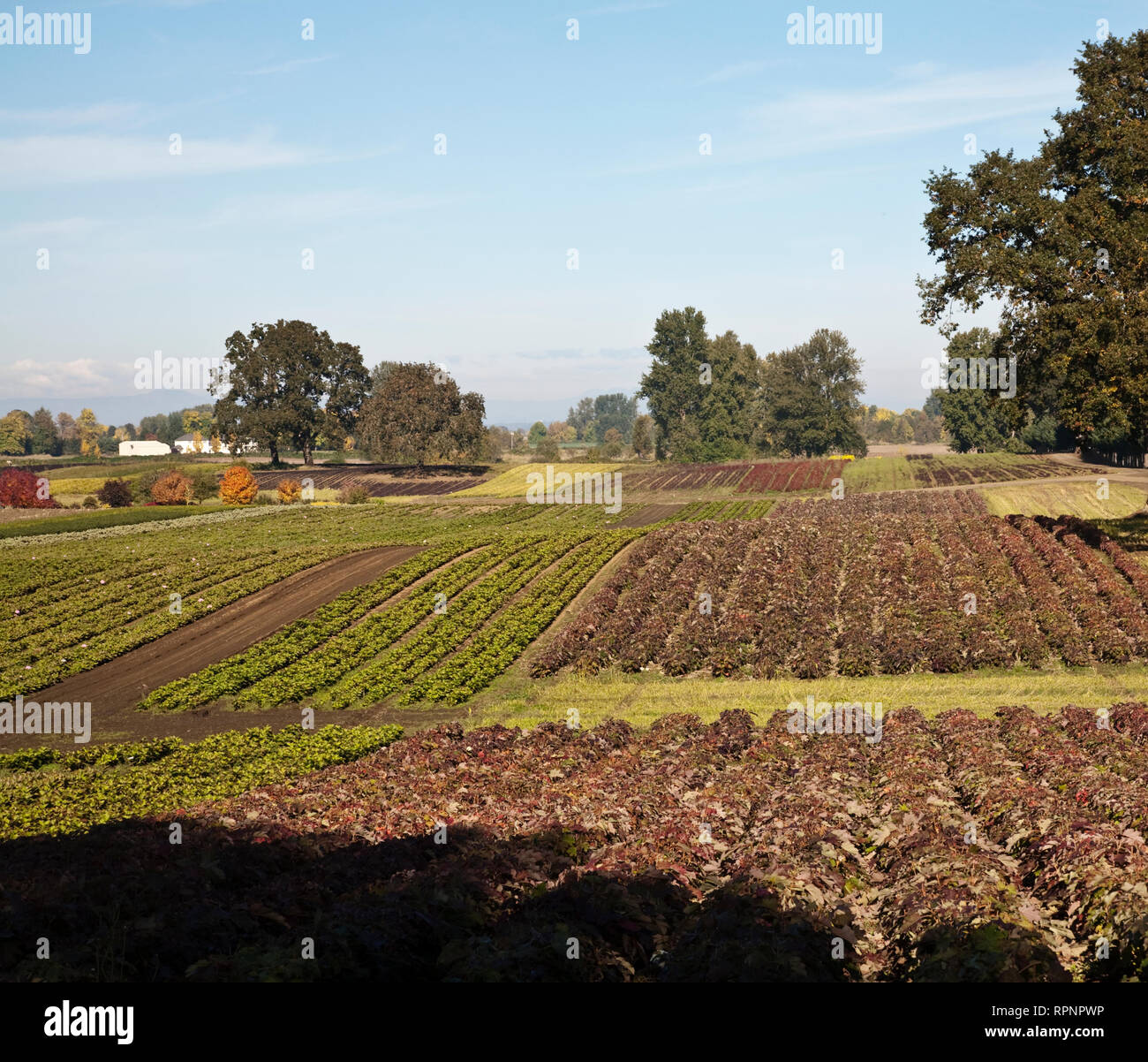 Daylight and scenic crop farm hi-res stock photography and images - Alamy