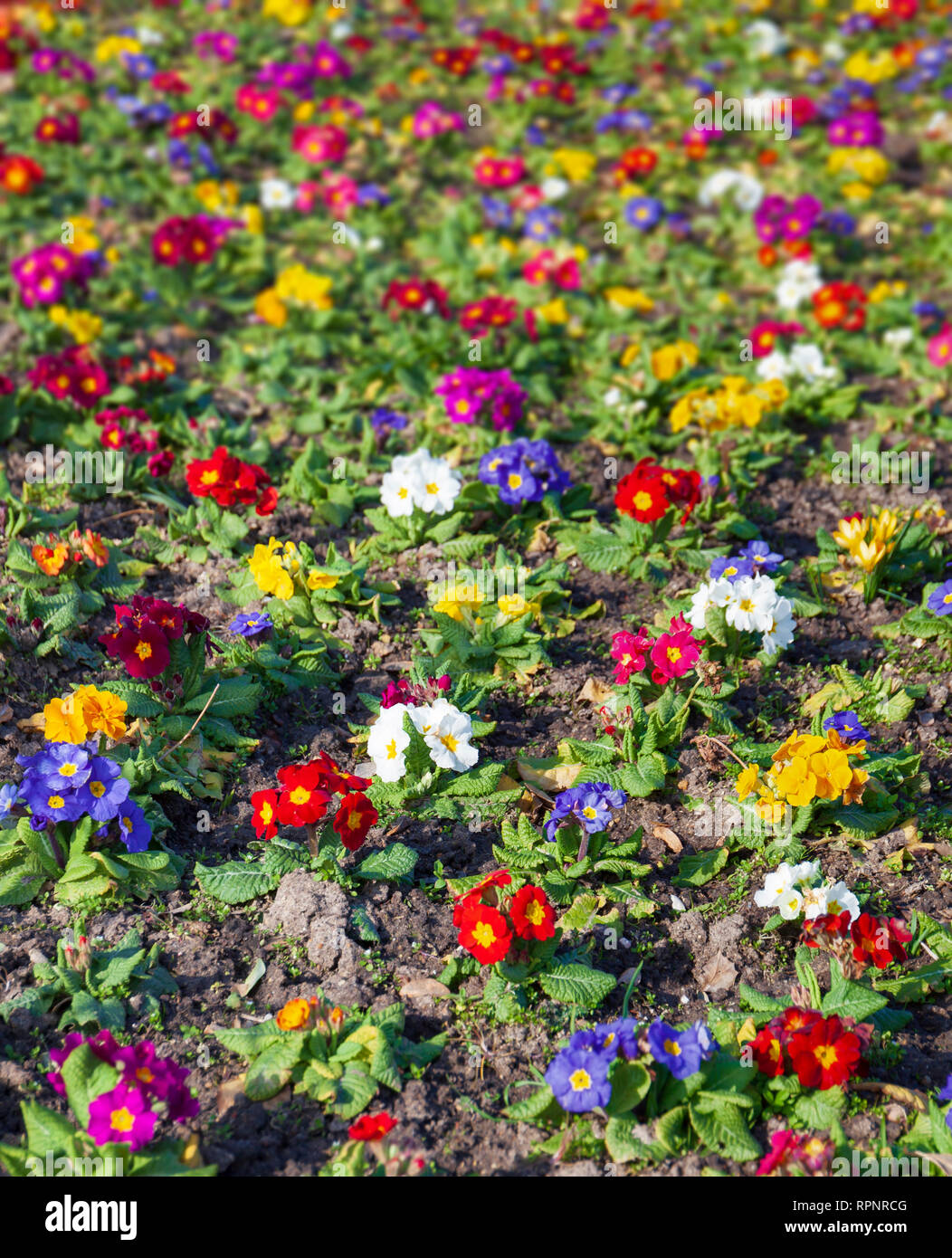 Primulas High Resolution Stock Photography and Images - Alamy