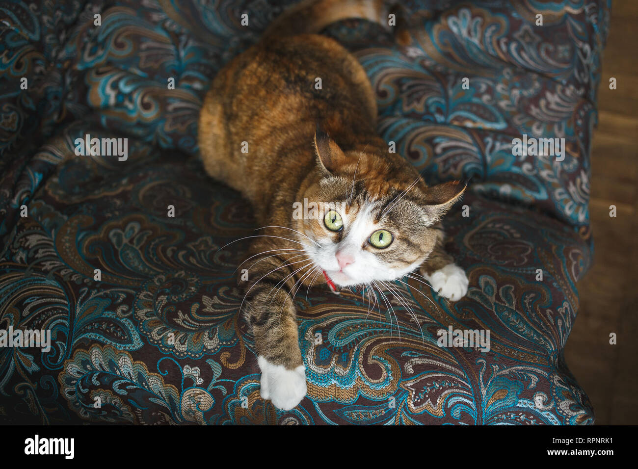 Angry ginger cat hi-res stock photography and images - Alamy