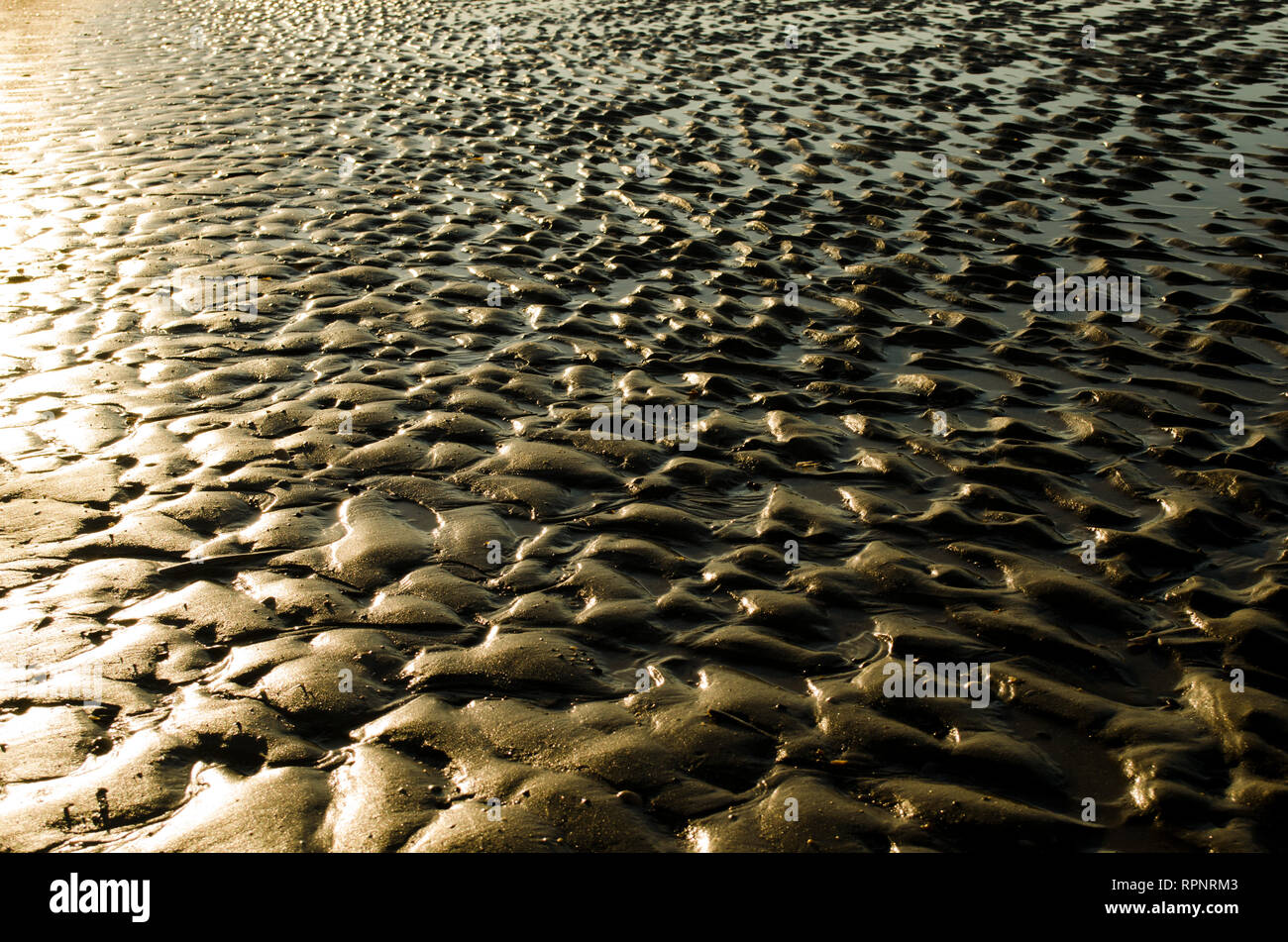 Shell relief hi-res stock photography and images - Alamy