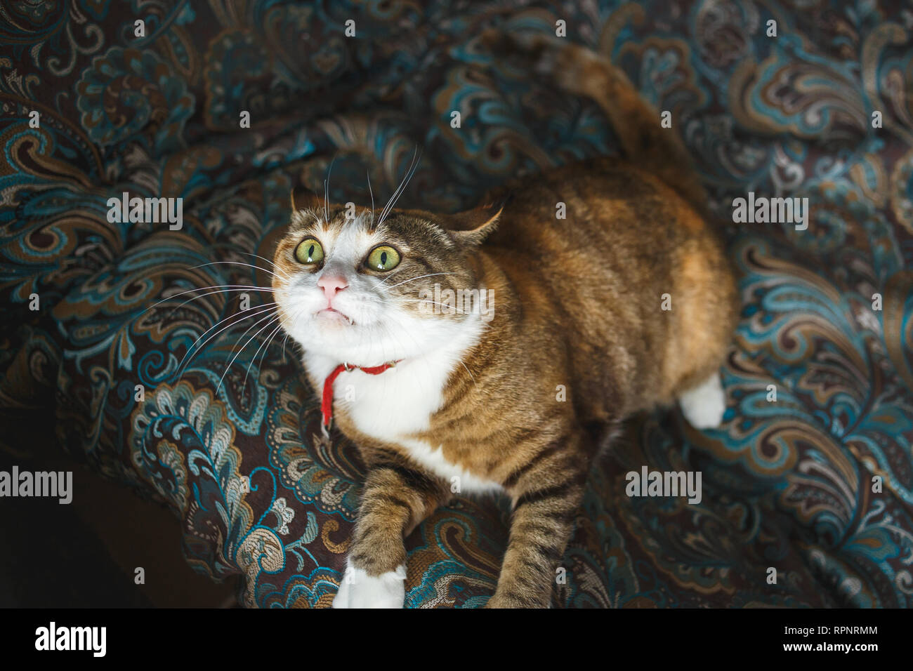 Angry redhead cat hi-res stock photography and images - Alamy