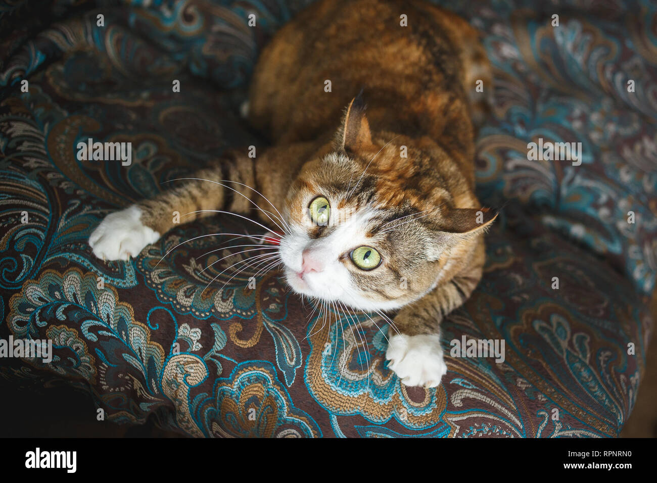 Funny Angry Ginger Cat with Harismatic Facial Expression Playing on ...