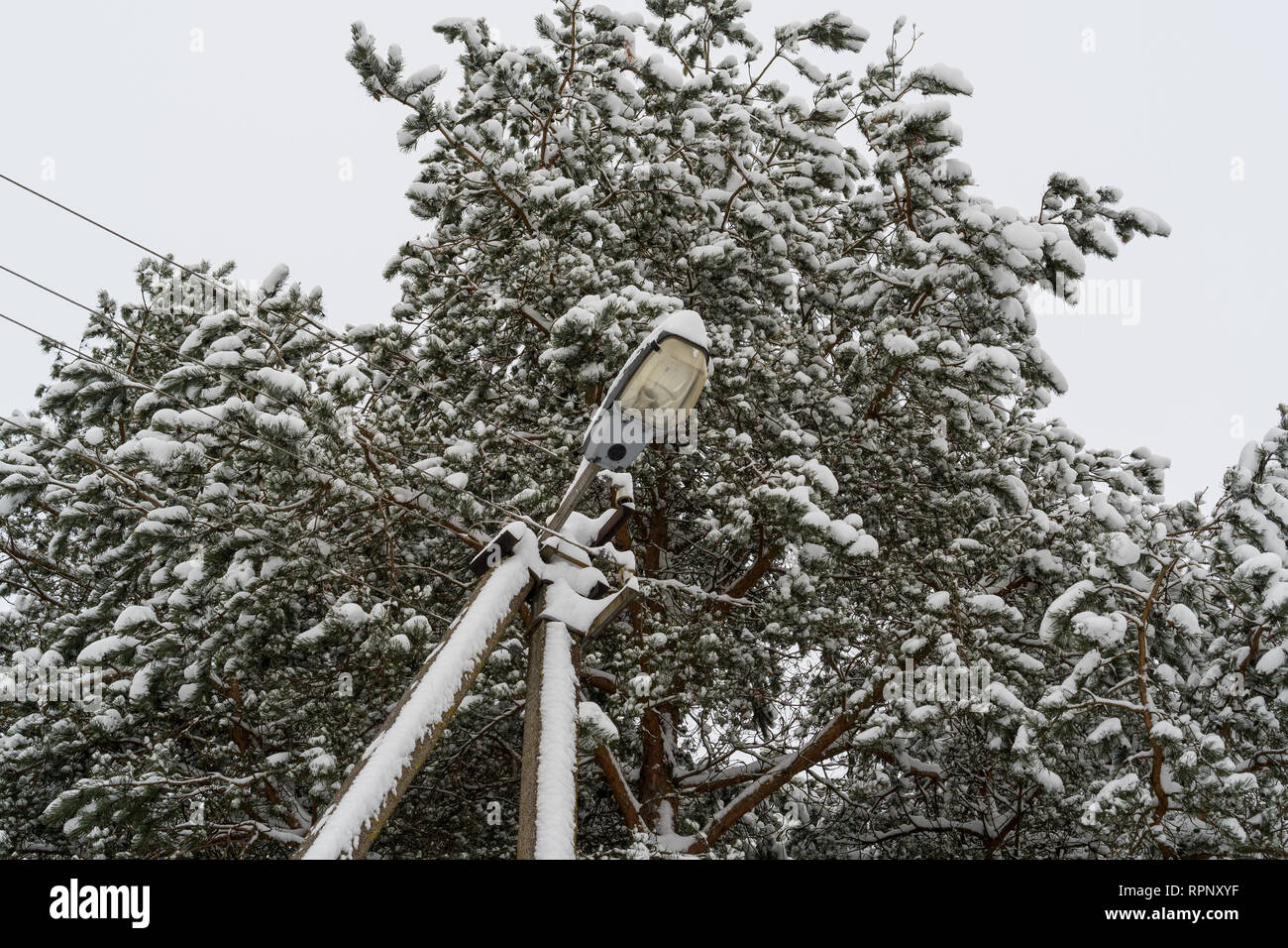 Lamp post under snow covered pine trees Stock Photo - Alamy
