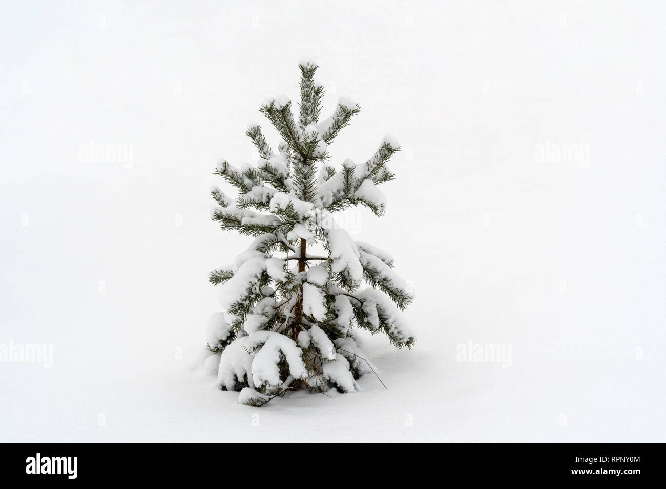 Pine tree after snowstorm hi-res stock photography and images - Alamy