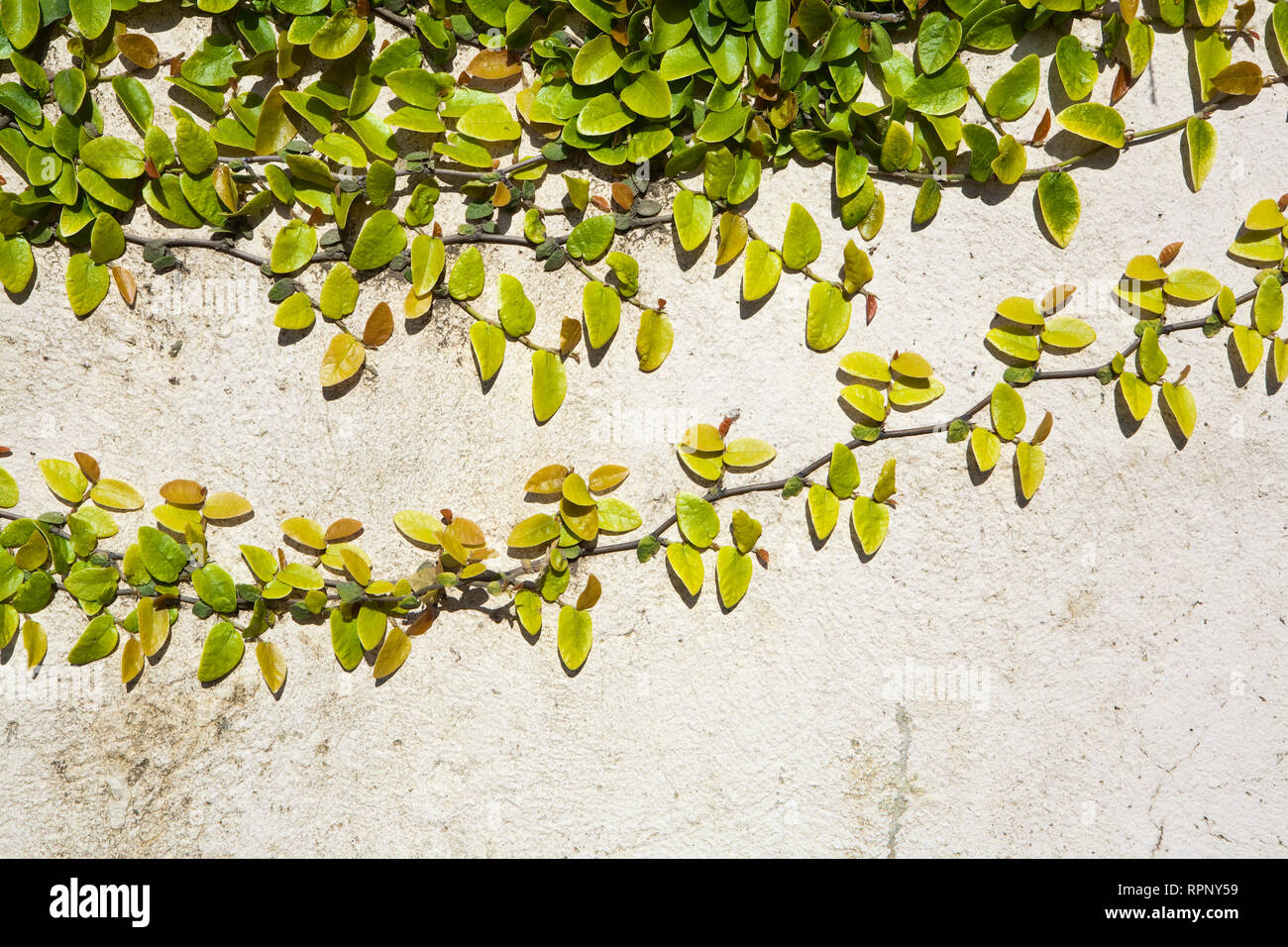 Climbing Vine on Wall Stock Photo - Alamy