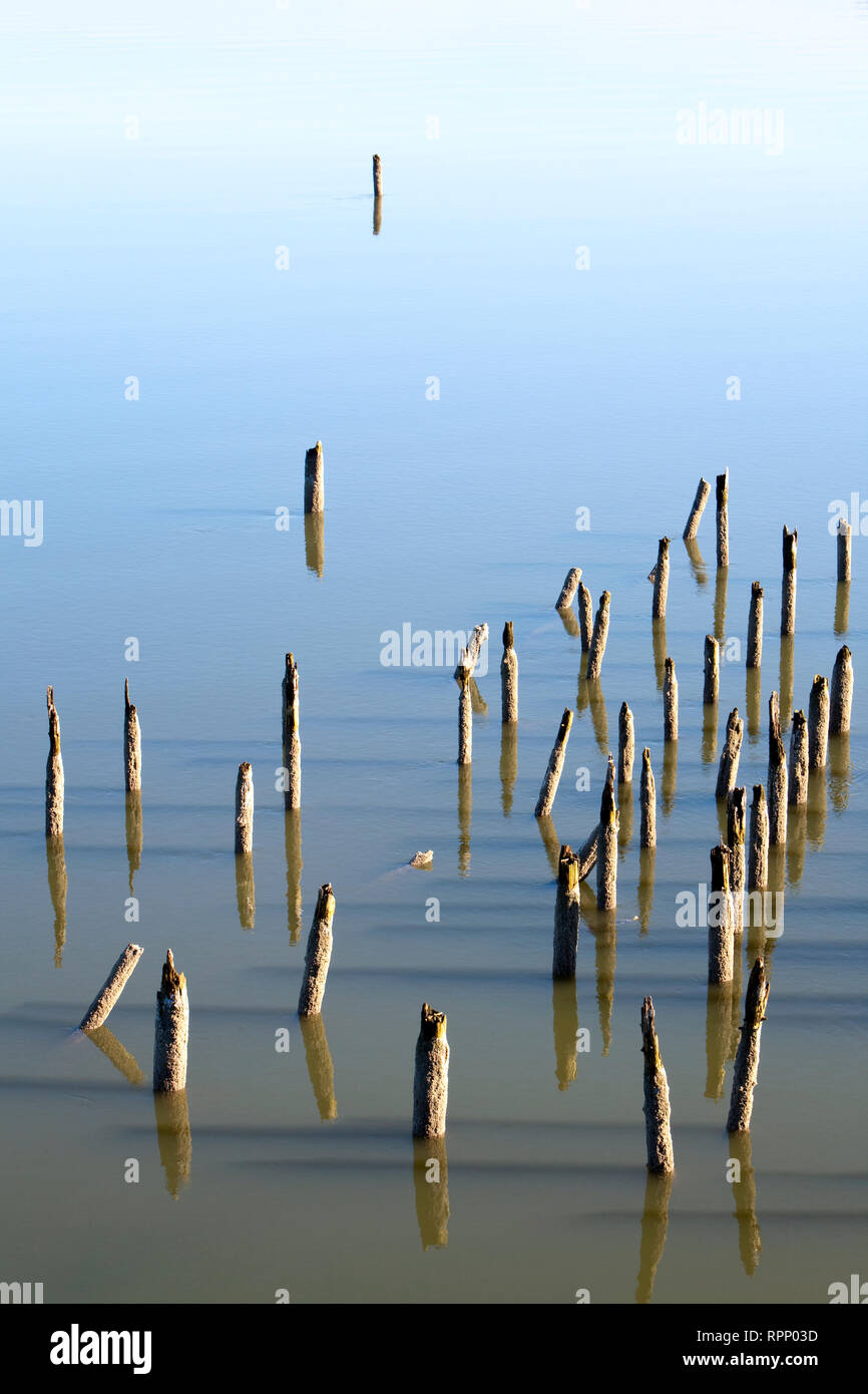 Old Wood Pilings in Water, Oregon, USA Stock Photo - Alamy