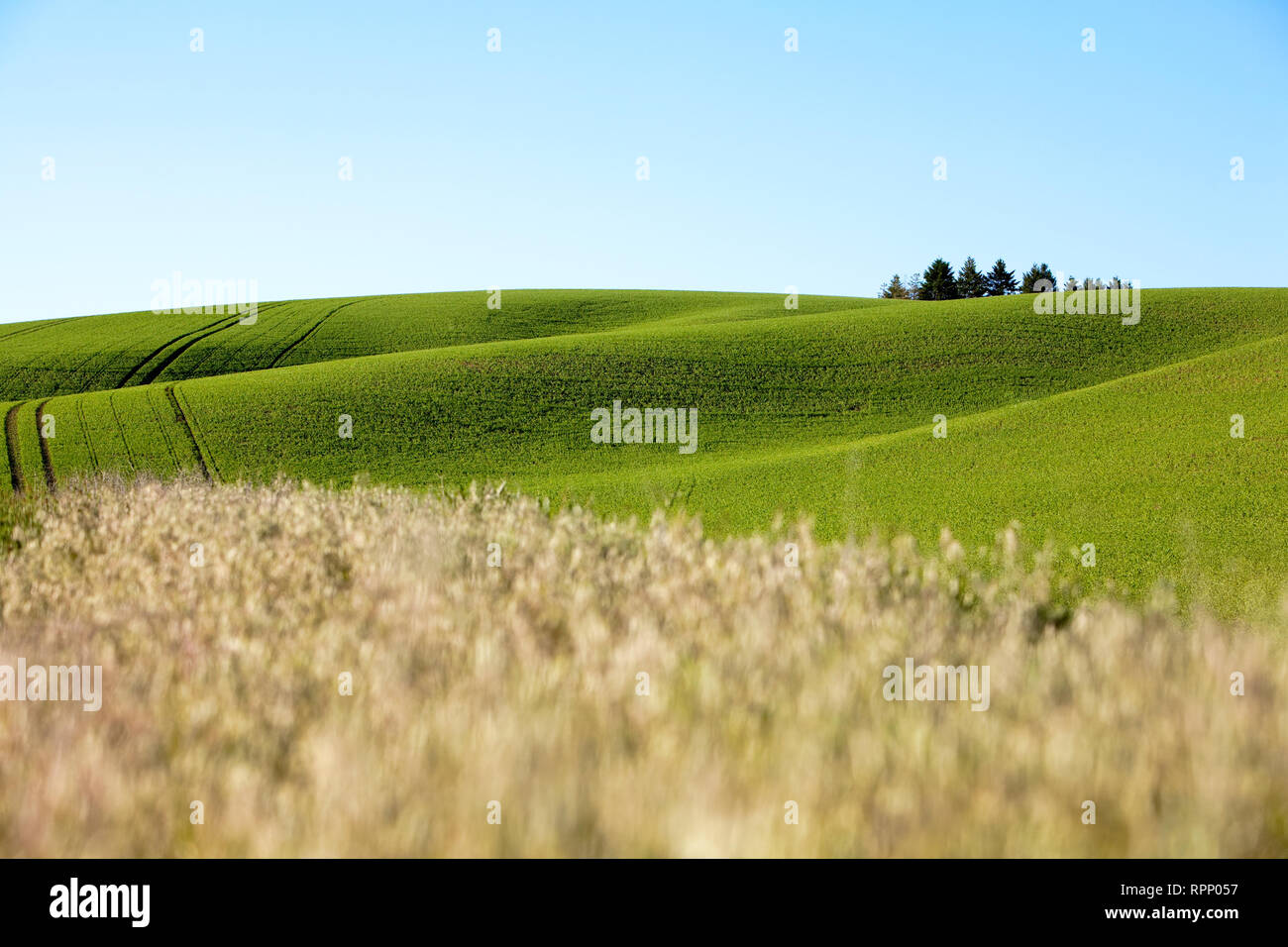 Wheat Field, Palouse, Washington Stock Photo - Alamy