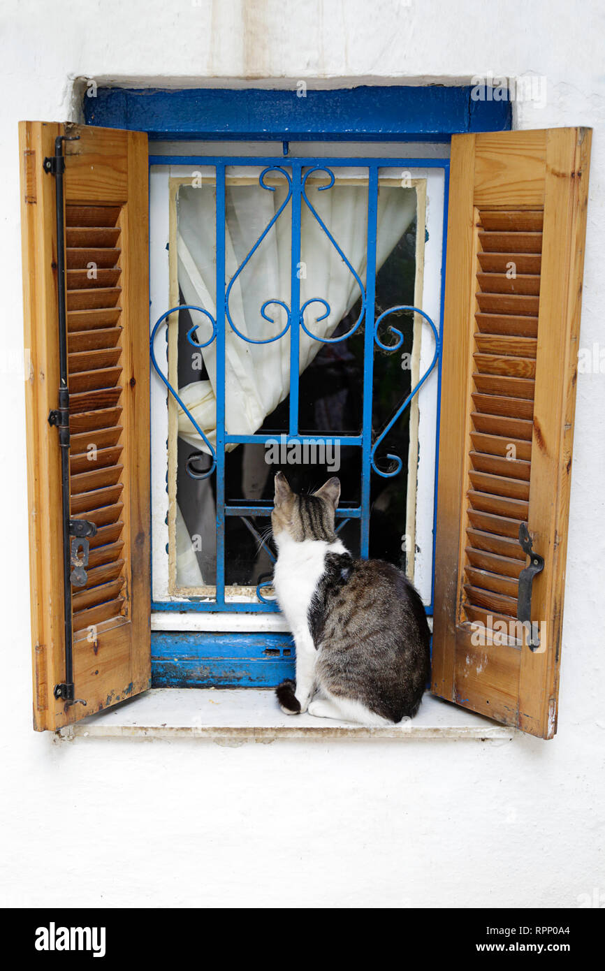 Cat sitting on a window ledge, Anafiotika neighborhood, Plaka, Athens ...