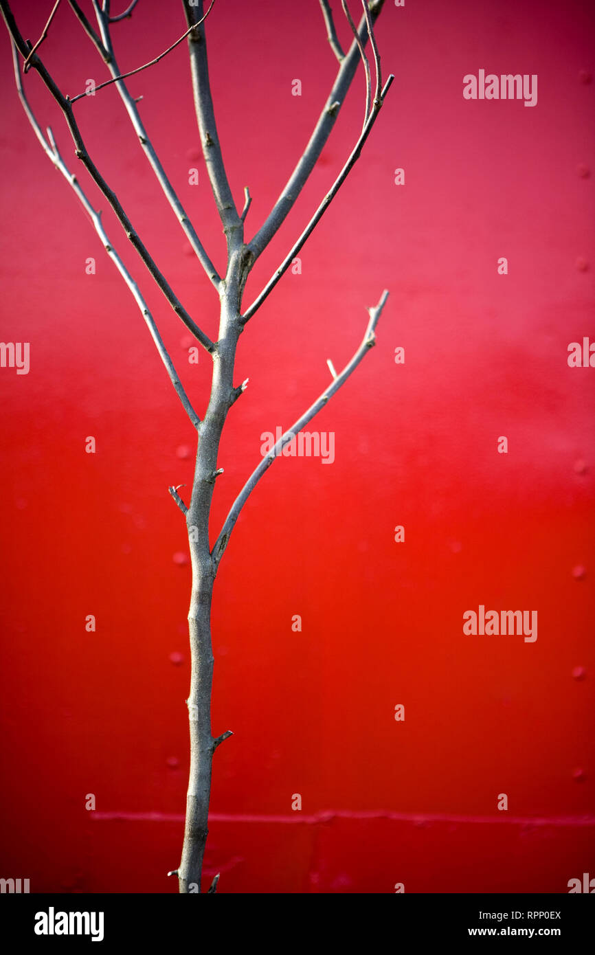 Tree Against Red Background Stock Photo - Alamy