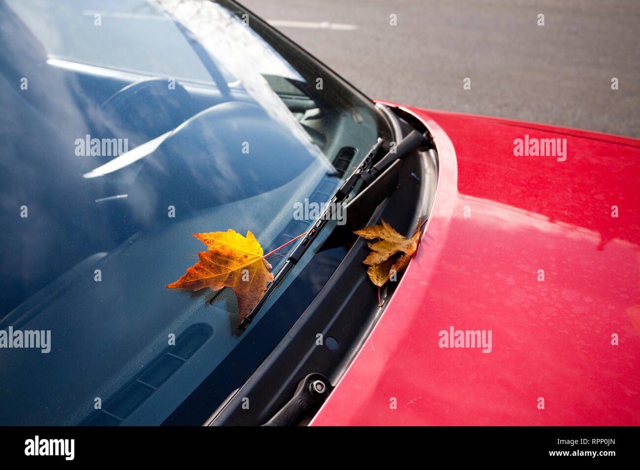 Leaf on Windshield of Red Car Stock Photo - Alamy