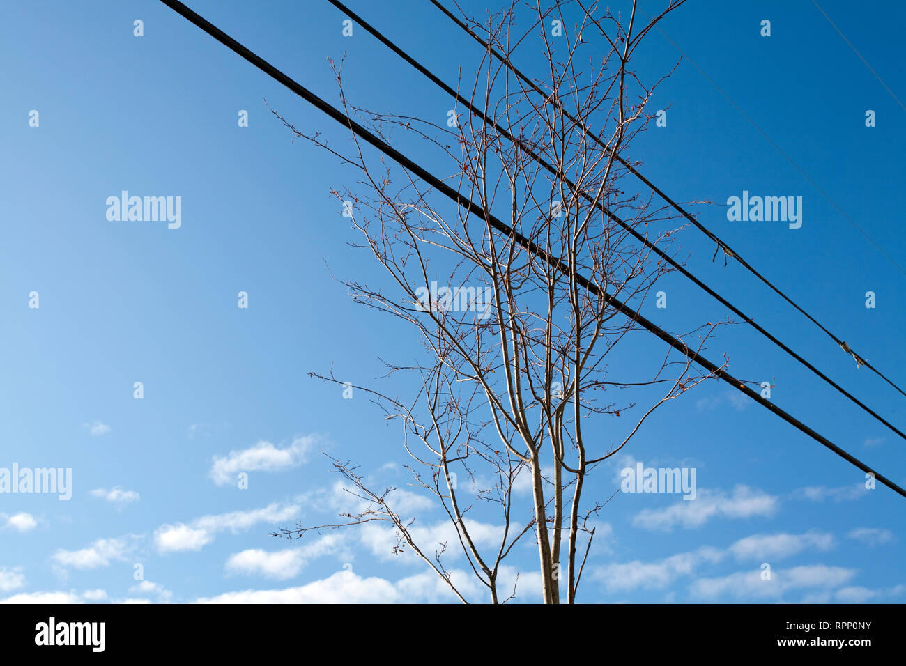 Tree and Power Lines Stock Photo - Alamy
