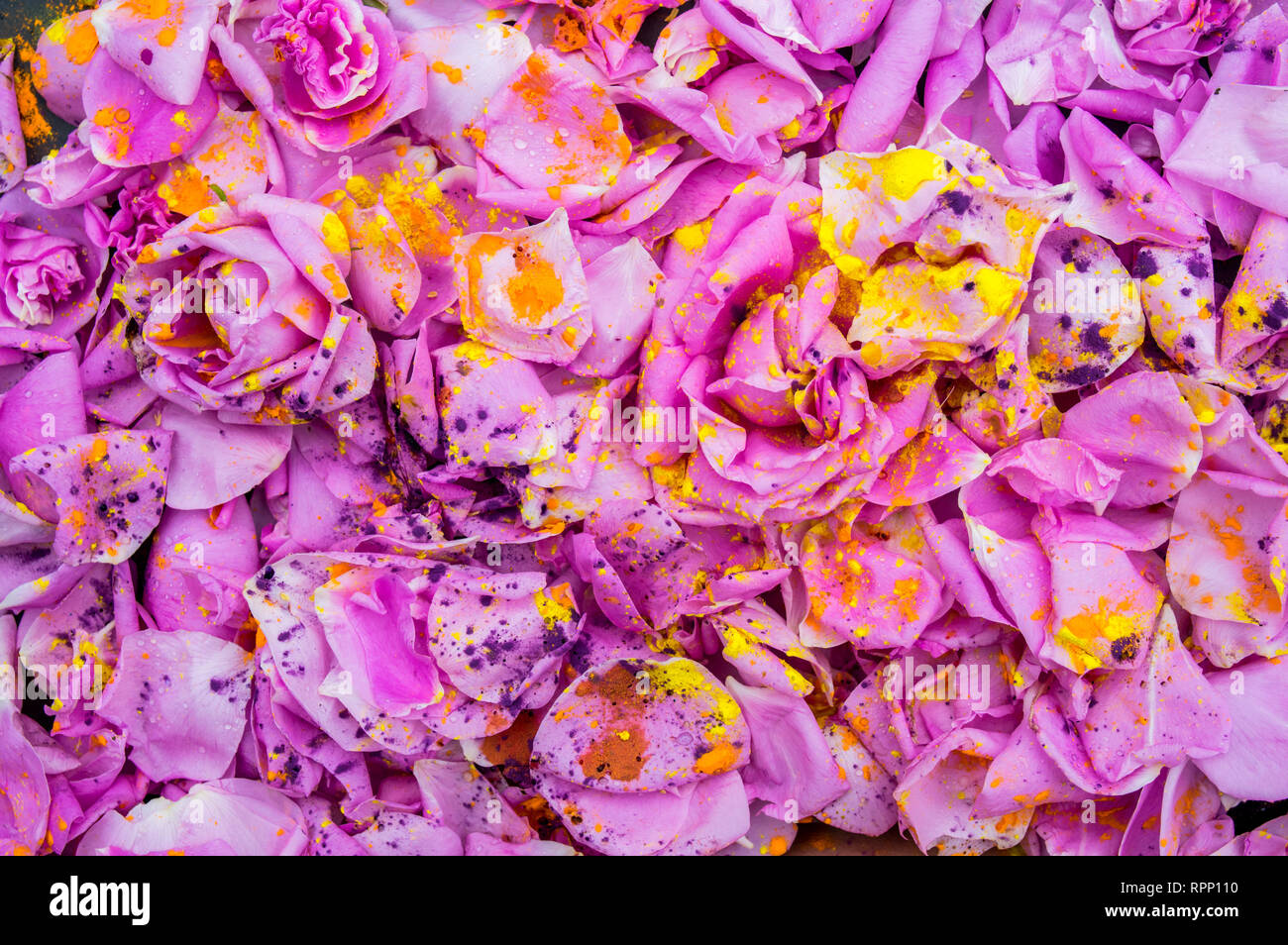 Blossoming roses with violet and yellow powder, flowers background ...