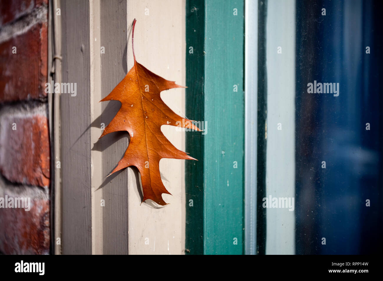 Leaf on Window Frame Stock Photo - Alamy