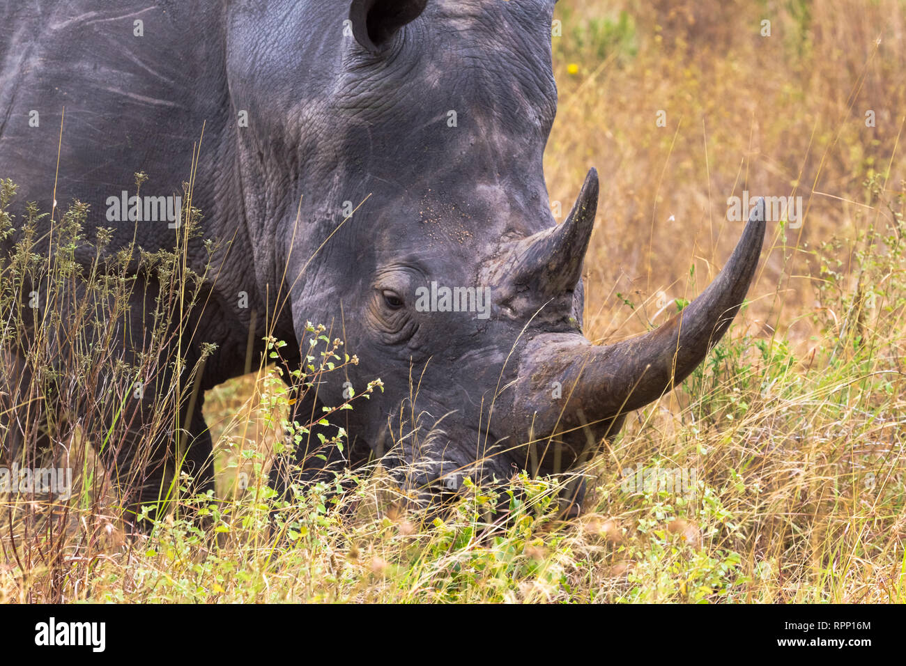 Black rhino thick bush hi-res stock photography and images - Alamy
