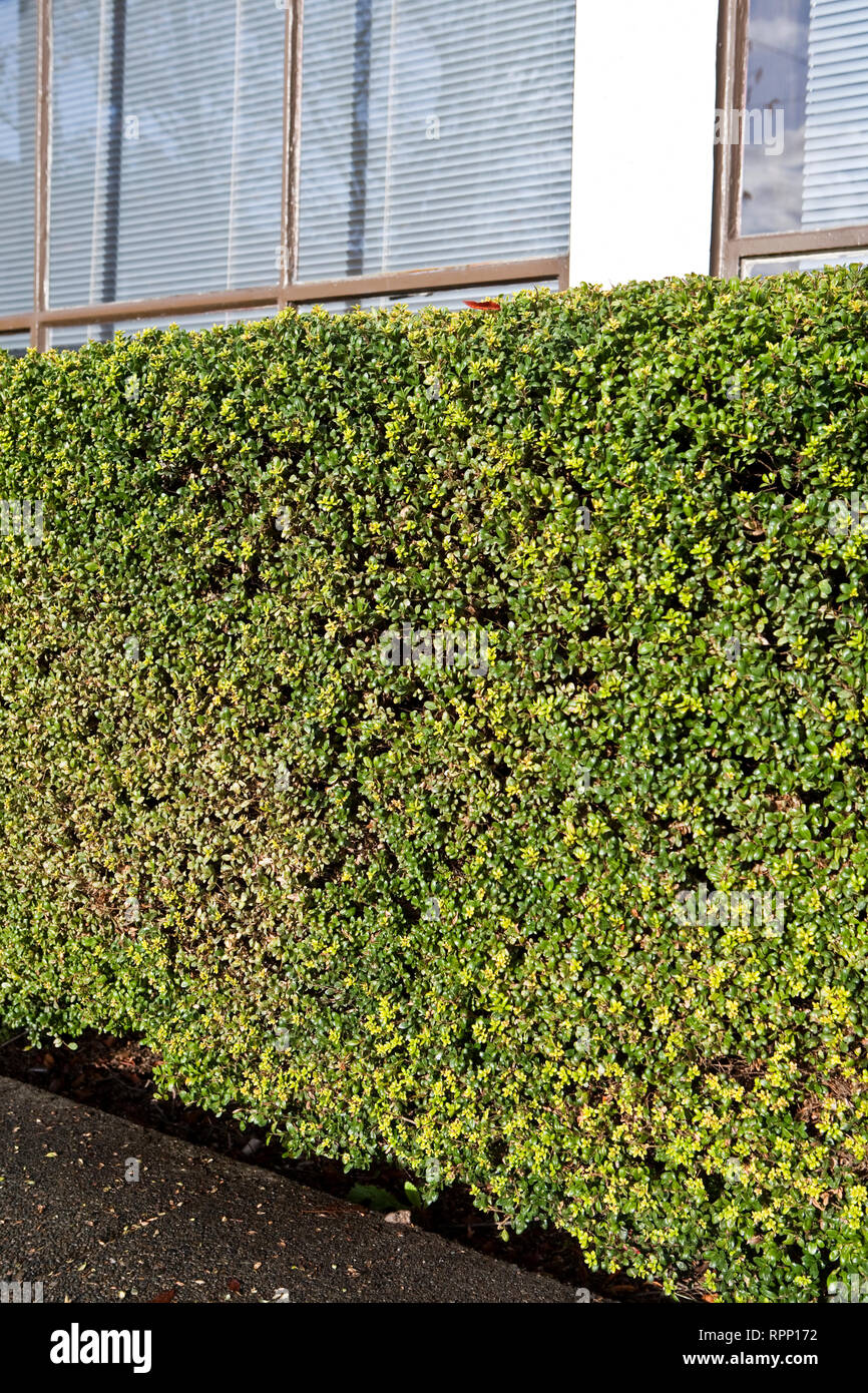 Shrubbery Outside Building Stock Photo - Alamy