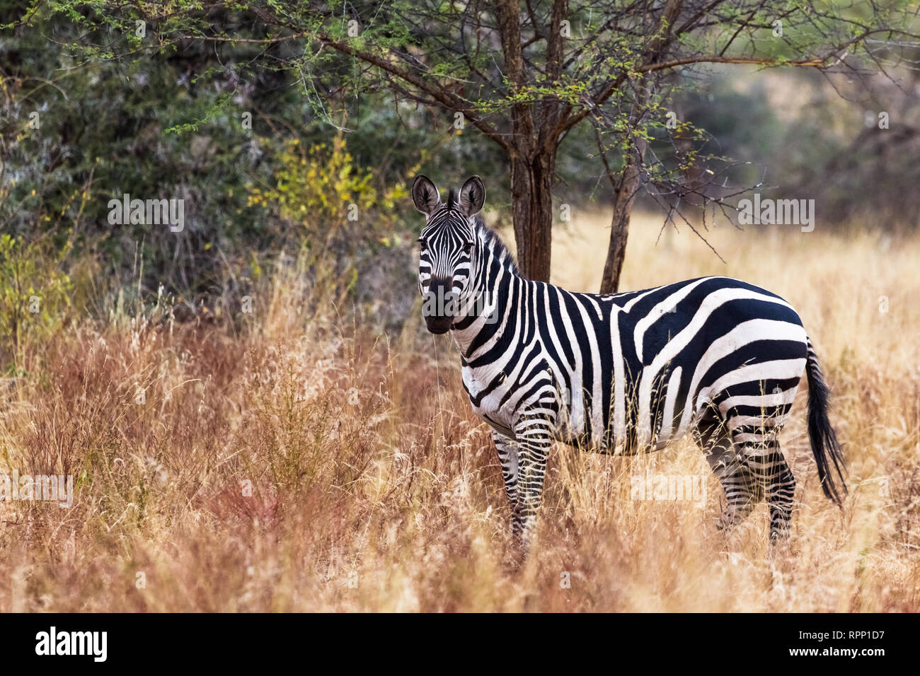 Grassland africa hi-res stock photography and images - Alamy