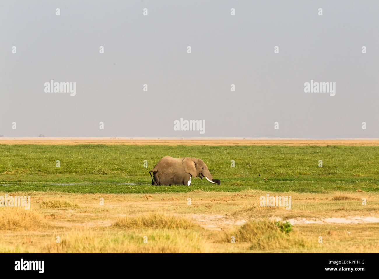 A swamp elephant from Amboseli. Kenya, Africa Stock Photo - Alamy