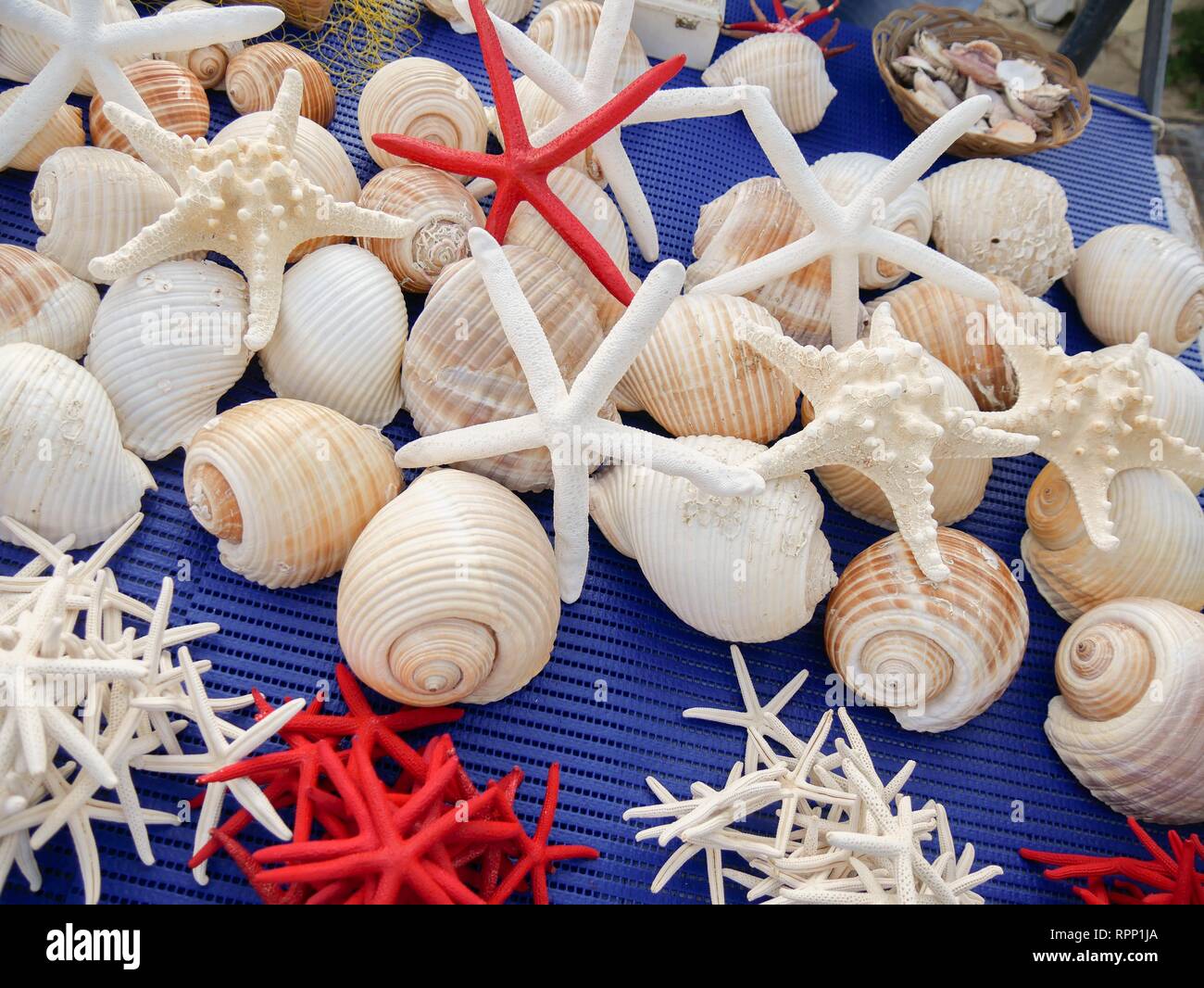 Group starfish hi-res stock photography and images - Alamy