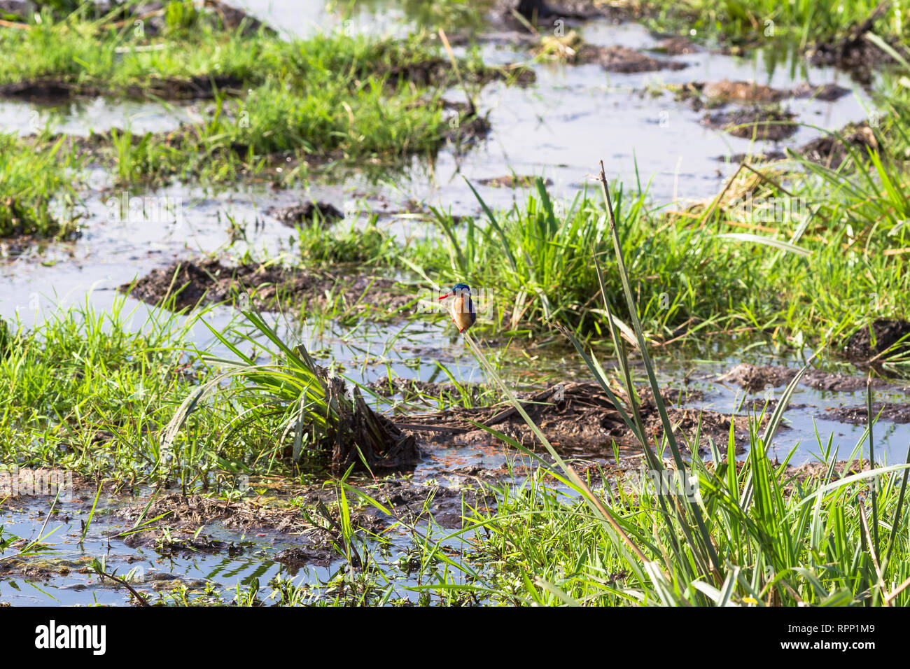 Above swamp hi-res stock photography and images - Alamy