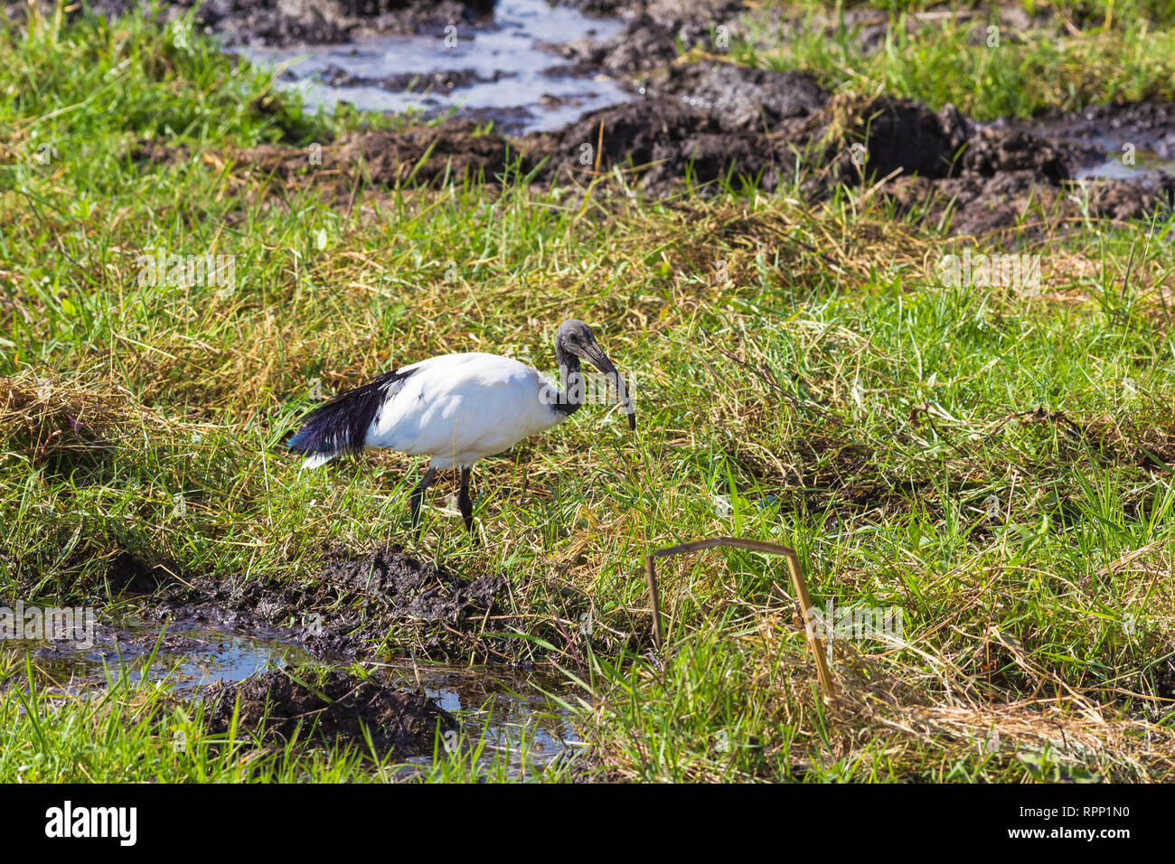 White ibis looking food hi-res stock photography and images - Alamy