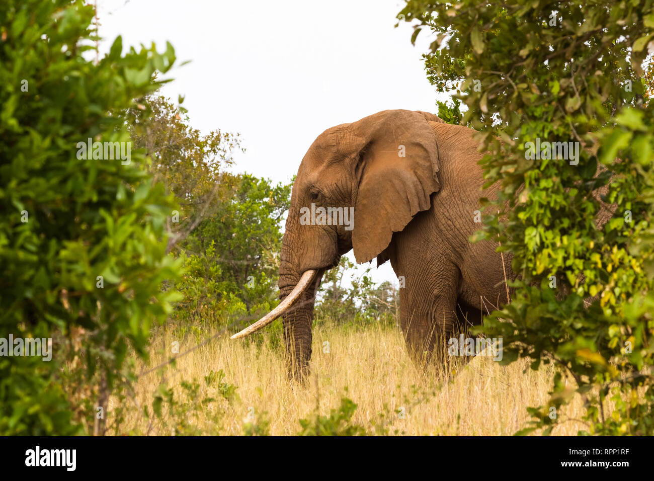 Portrait of big elephant in the bush. Meru, Kenya Stock Photo - Alamy