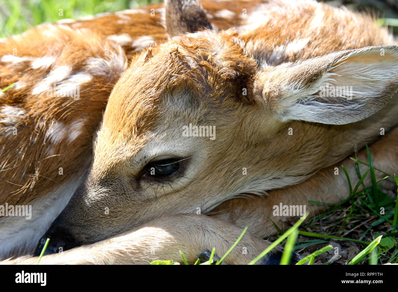 Newborn whitetail deer fawn hi-res stock photography and images - Alamy