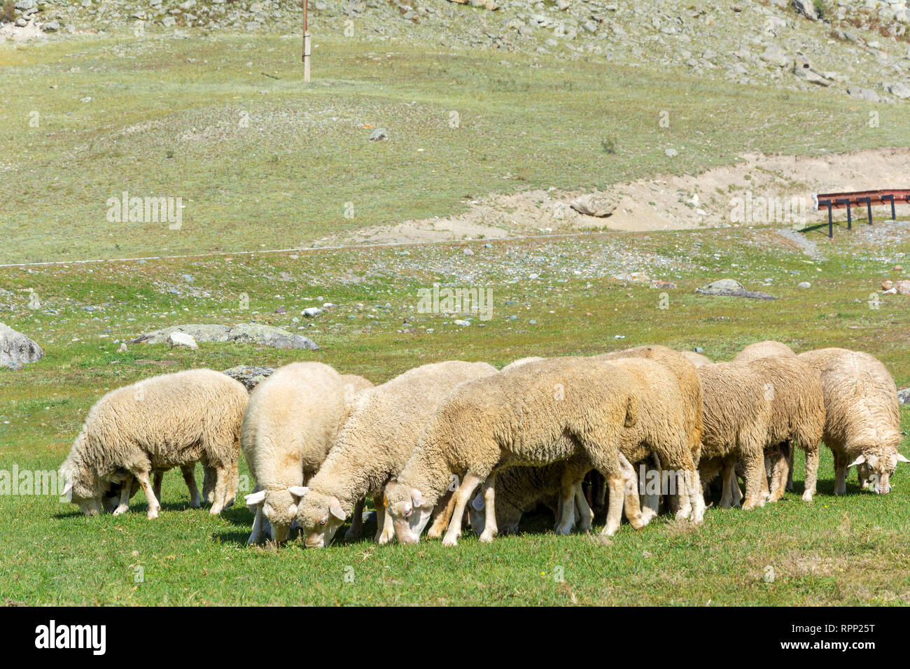 Herd of grazing sheep in the Altai mountains Stock Photo - Alamy