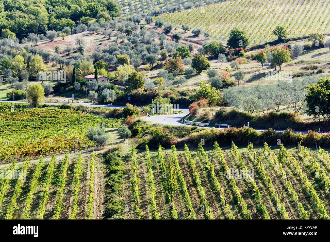 Winding vines isolated hi-res stock photography and images - Alamy
