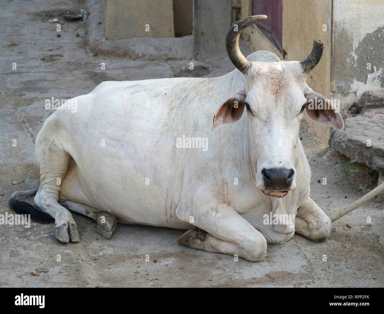 Cow laying in the street, Jaipur, Rajasthan, India Stock Photo - Alamy