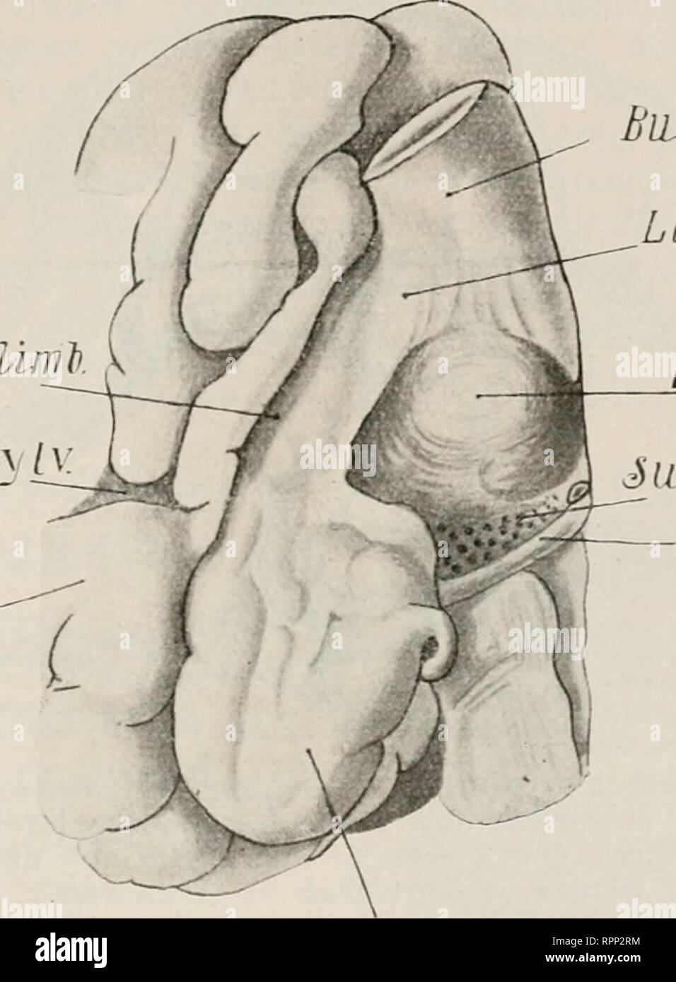 . Allgemeine Zoologie und Abstammungslehre. Evolution; Zoology ...