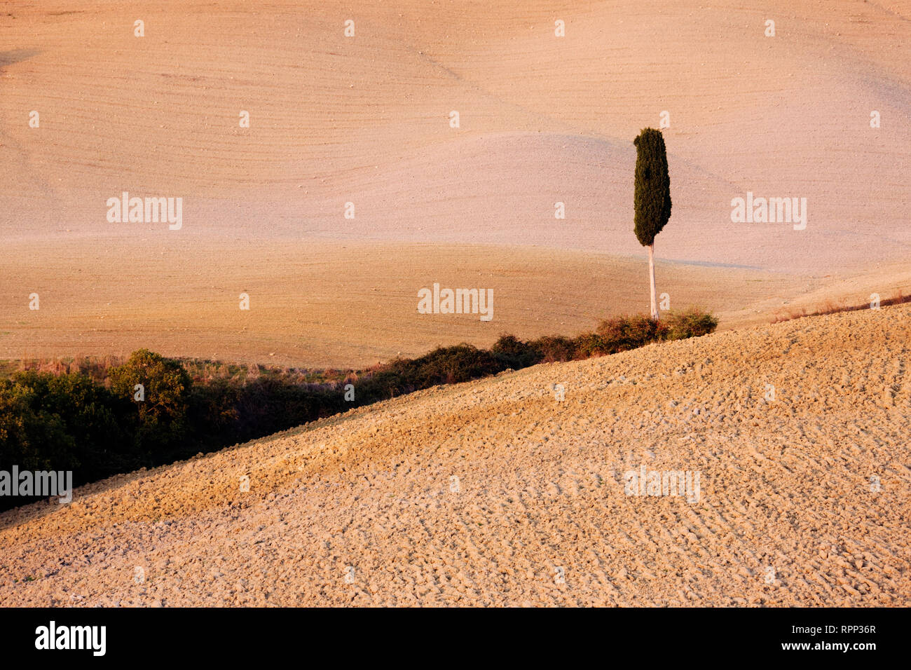 Tuscany lonely cypress tree hi-res stock photography and images - Alamy