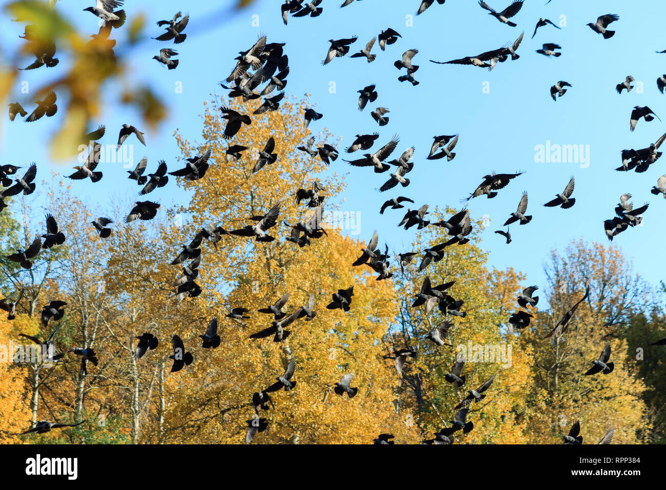 Lots of crows hi-res stock photography and images - Alamy