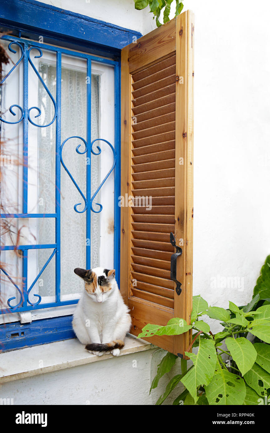 Cat sitting on a window ledge, Anafiotika neighborhood, Plaka, Athens ...