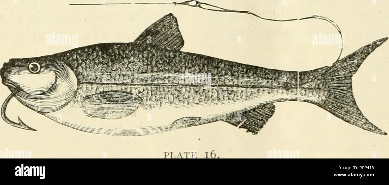 Fat head minnows hi-res stock photography and images - Alamy