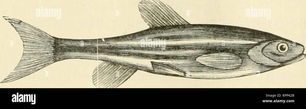 Minnows head hi-res stock photography and images - Alamy