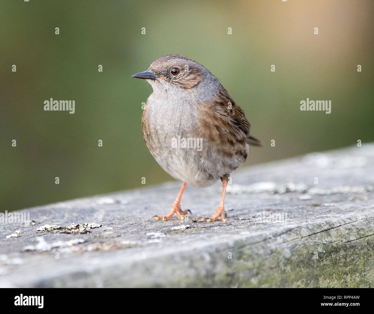 Dunnock (Prunella modularis Stock Photo - Alamy
