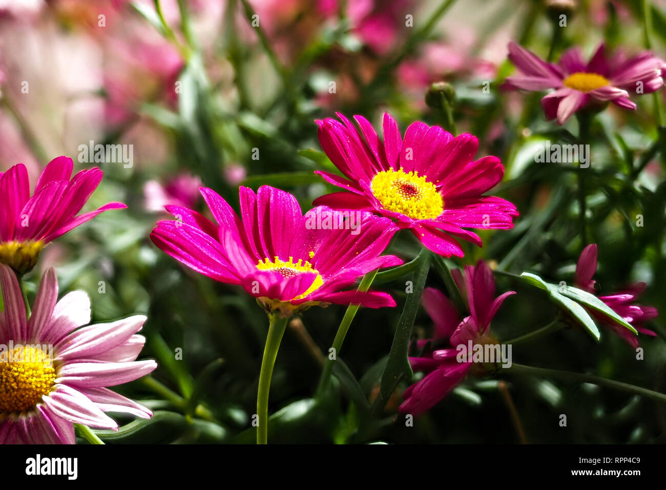 Colorful marguerite Robinson's red - red flower daisy marguerite Stock ...