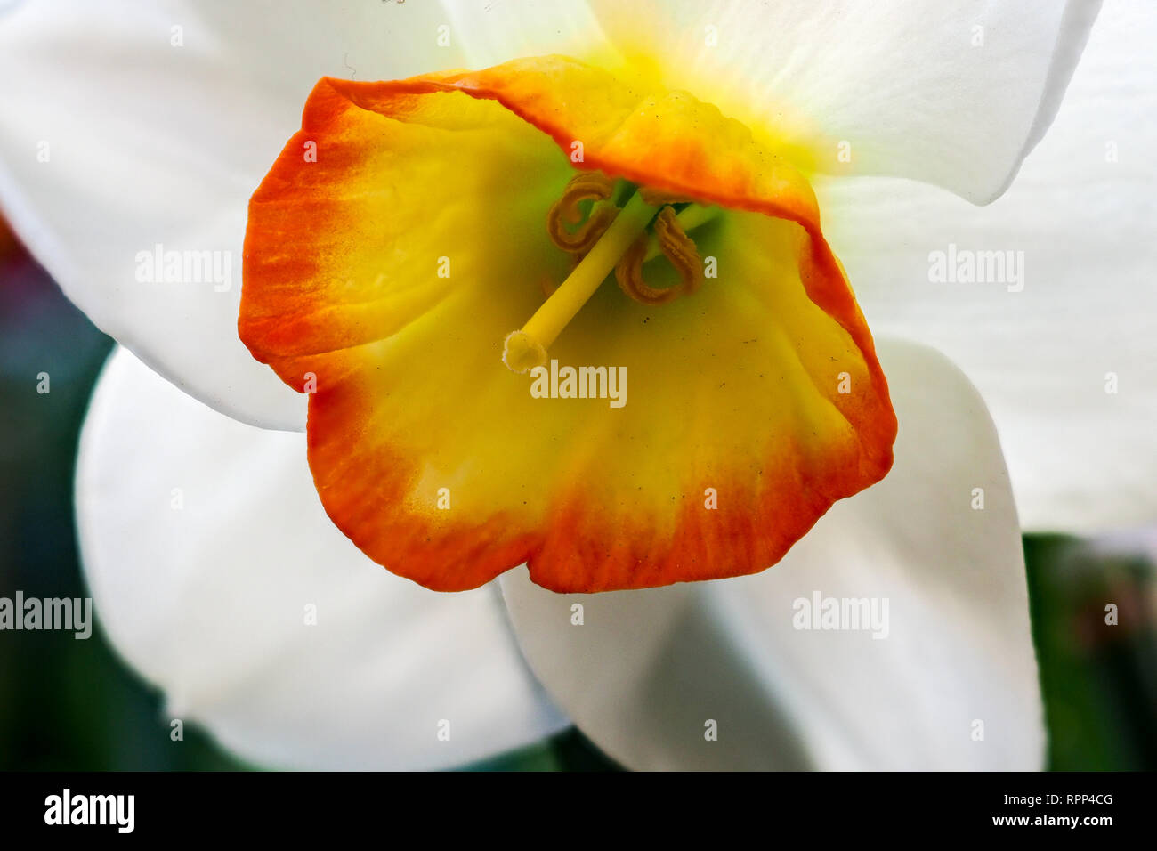 Blooming Poets Narcissus flower, know also as Poets Daffodil, Nargis ...