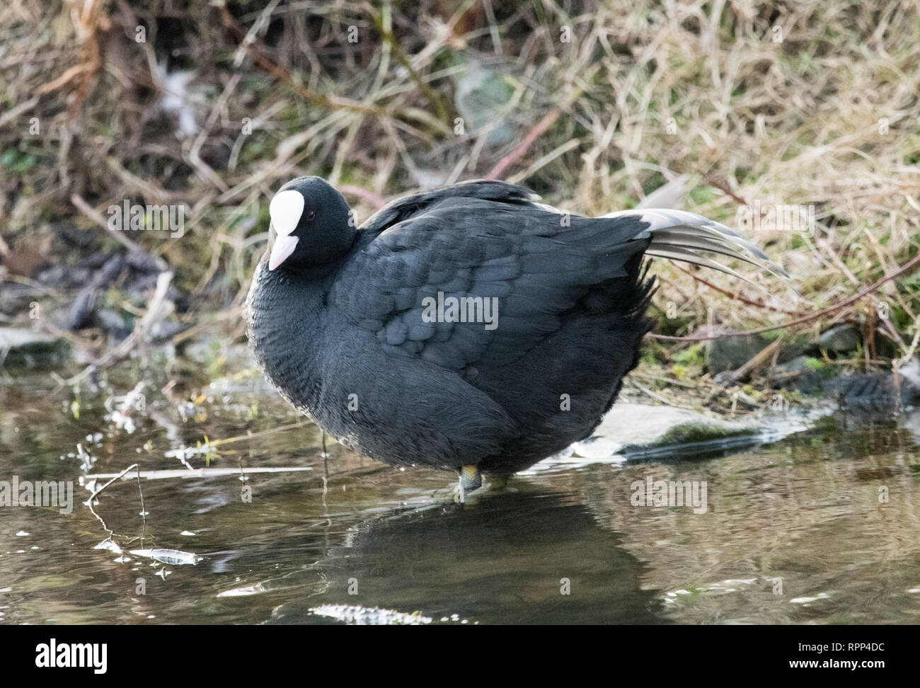 Coot species hi-res stock photography and images - Alamy