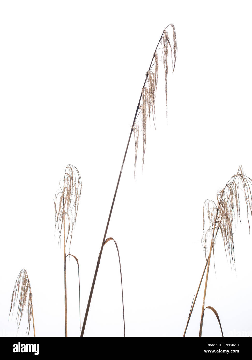 Large creamy Austroderia fluvida toe toe flower plumes on tall stems ...